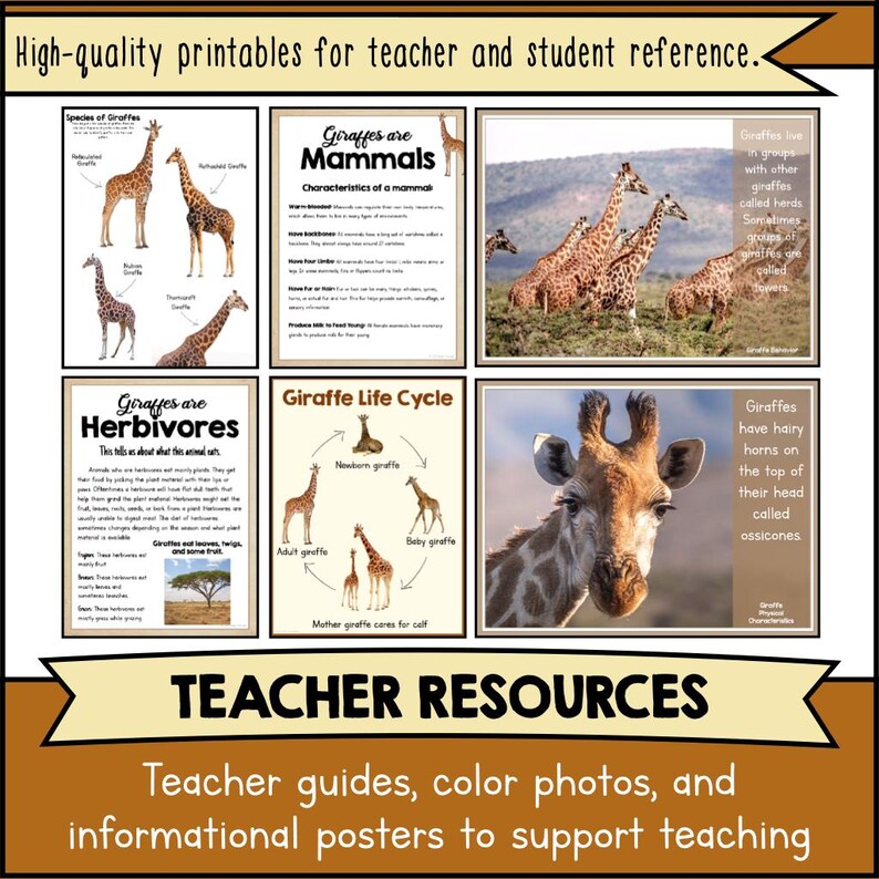 All About GIRAFFES Animal Science Unit PDF | Printable Learning Pack ...