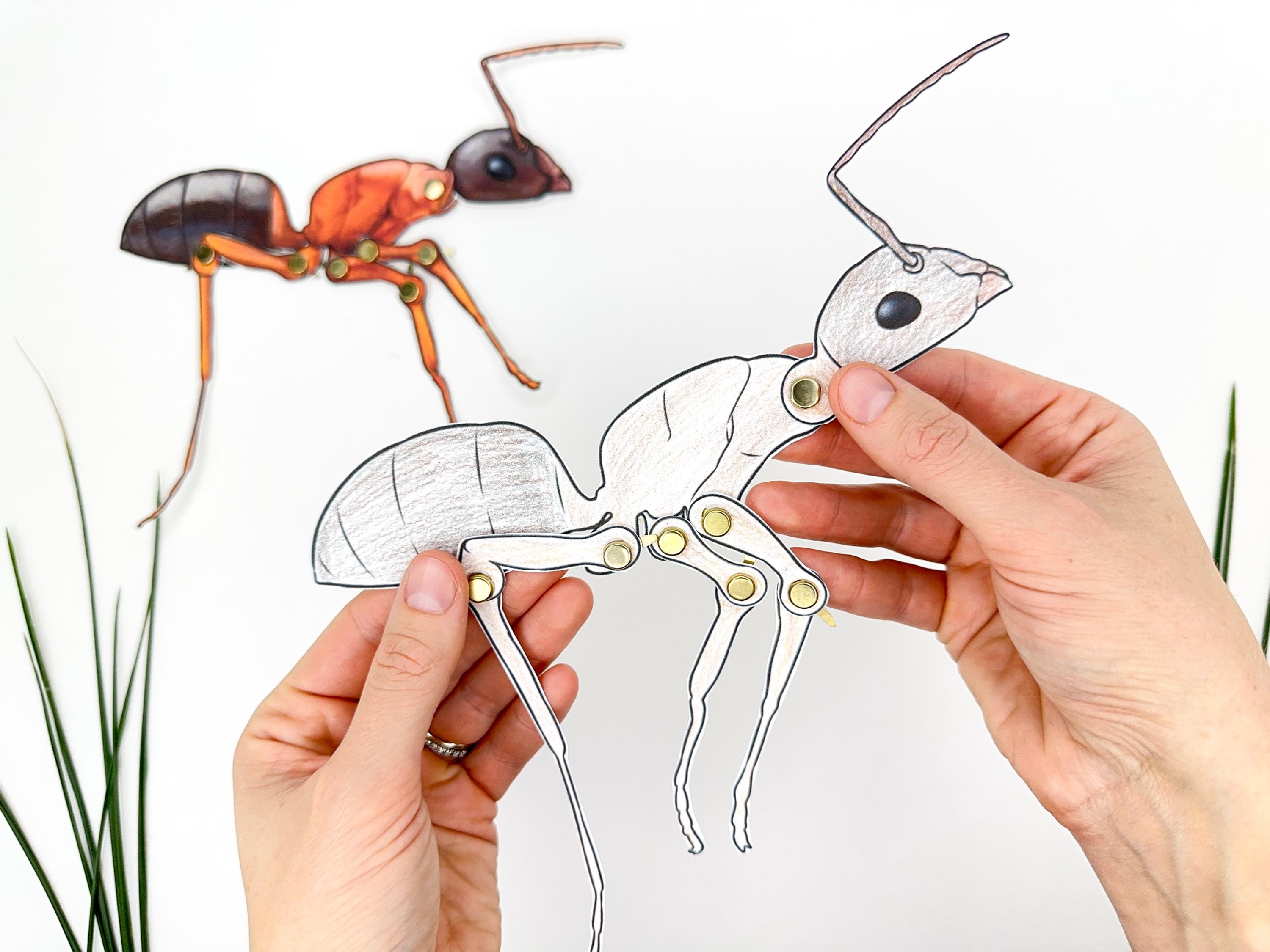Articulated Ant Craft Kit | Printable Jointed Ants Template for ...