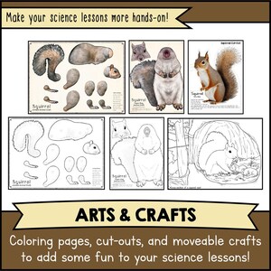 Squirrel Unit Study Printable No Prep | Animal Science Worksheets ...