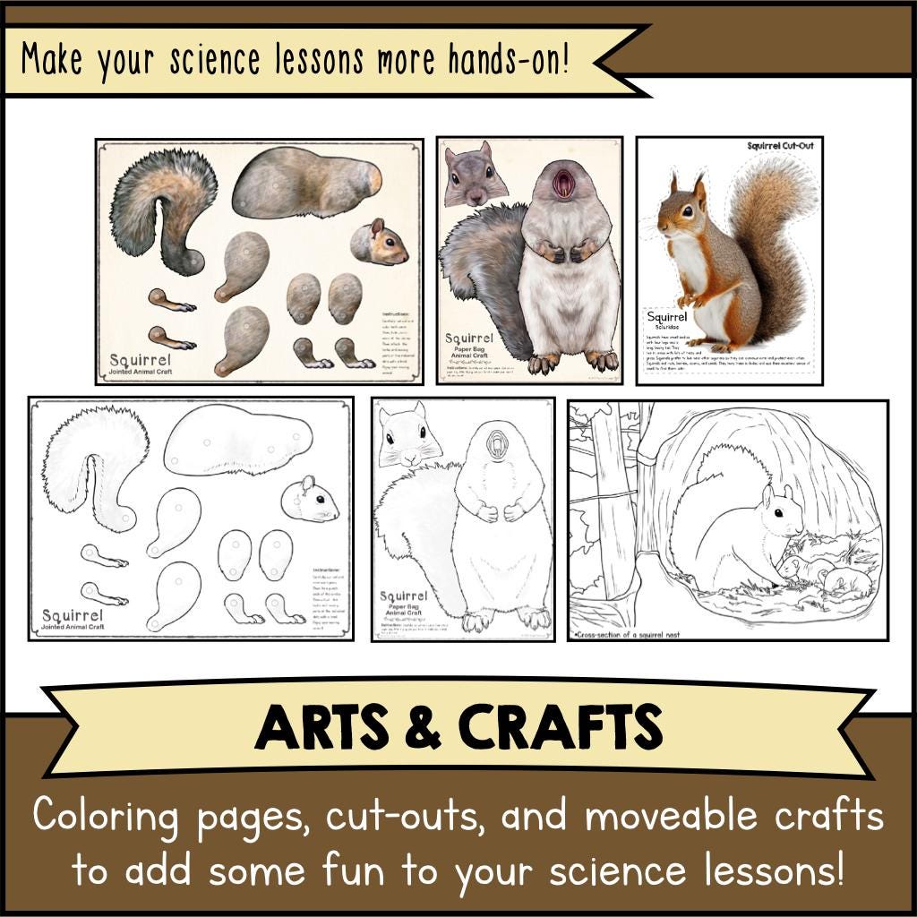 Squirrel Unit Study Printable No Prep | Animal Science Worksheets ...