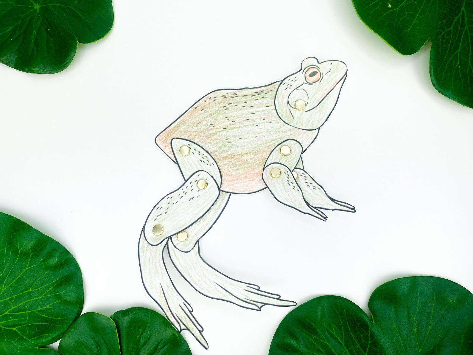 Frog Jointed Animal Craft Kit | Articulated Paper Frog | Printable ...
