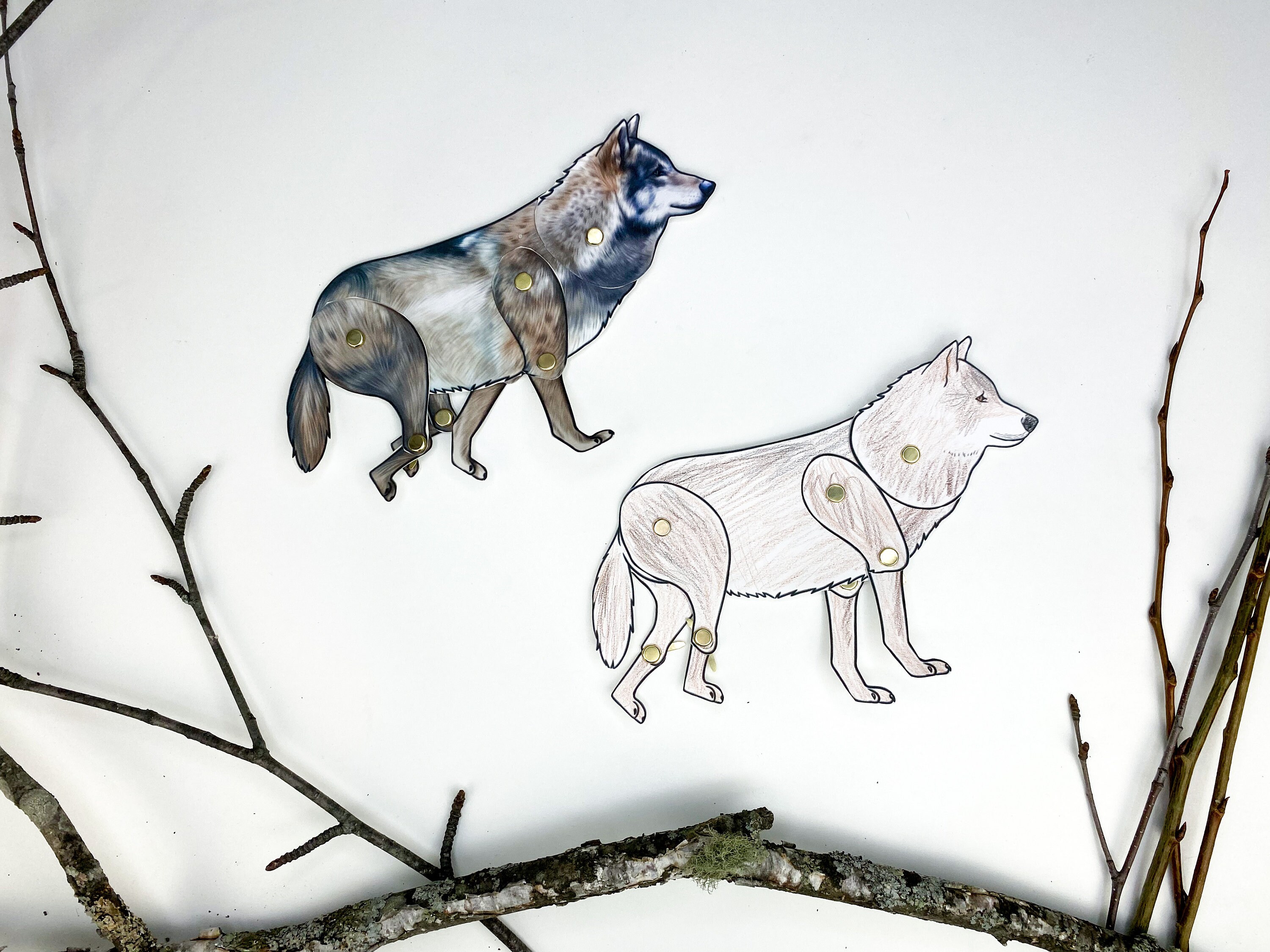 Wolf Jointed Animal Craft | Easy Assembly Articulated Wolf | Nature ...