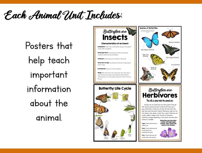 All About Butterflies- Animal Science Unit - Etsy