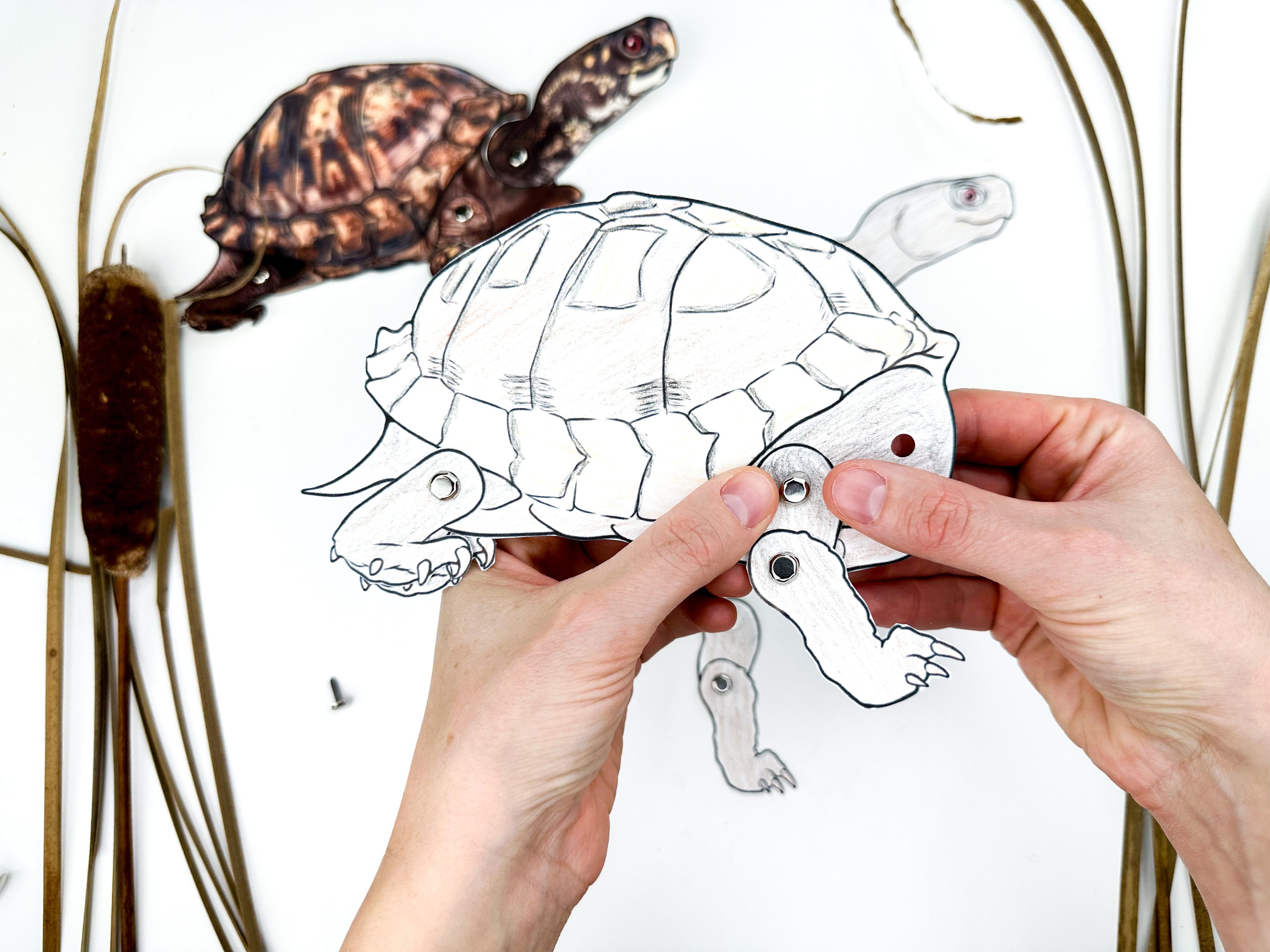 Articulated Turtle Craft Kit Printable Turtle Template Flexible Animal ...