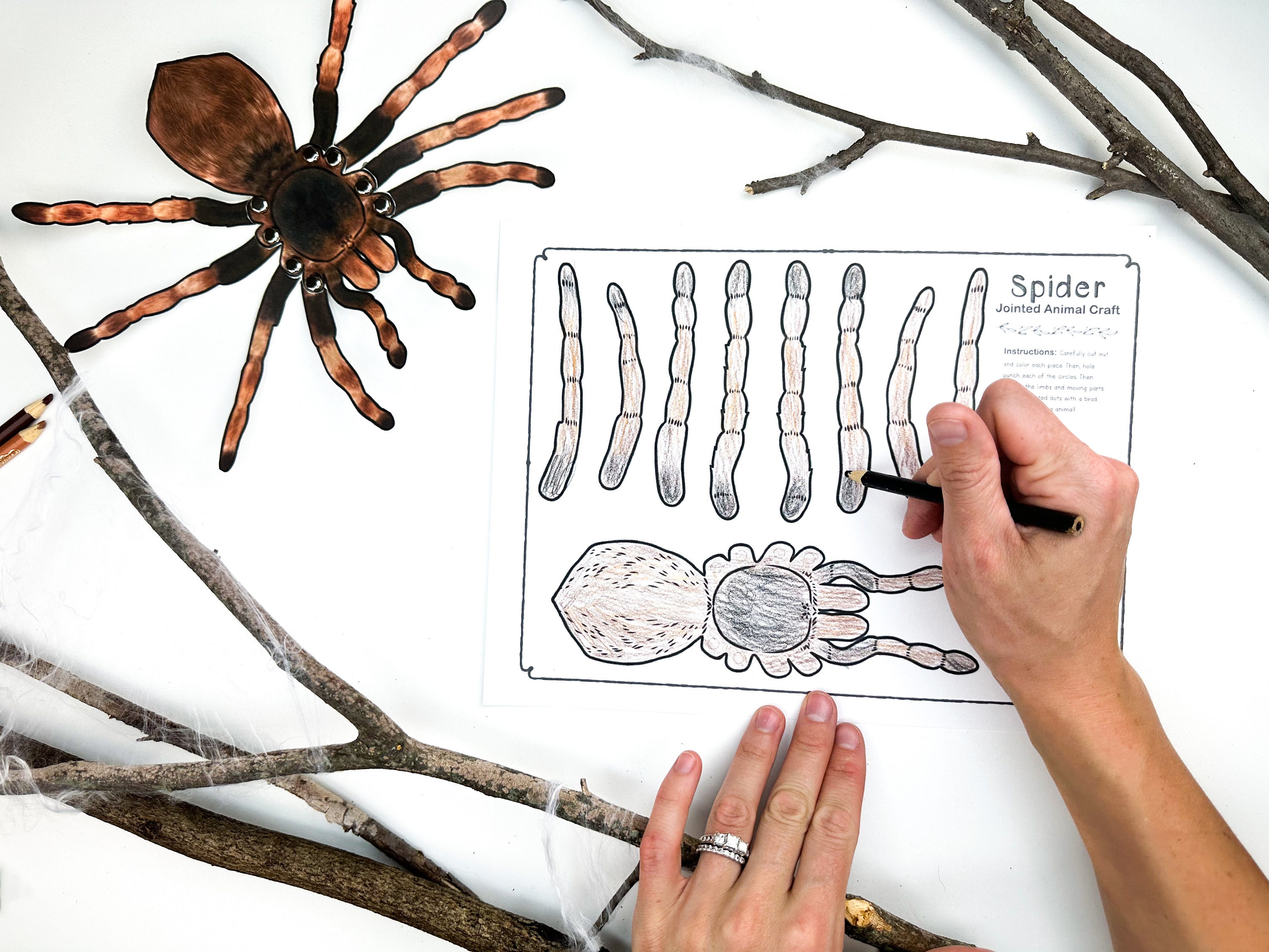 Articulated Spider Craft Kit | Printable Jointed Spider Puppet | Nature ...