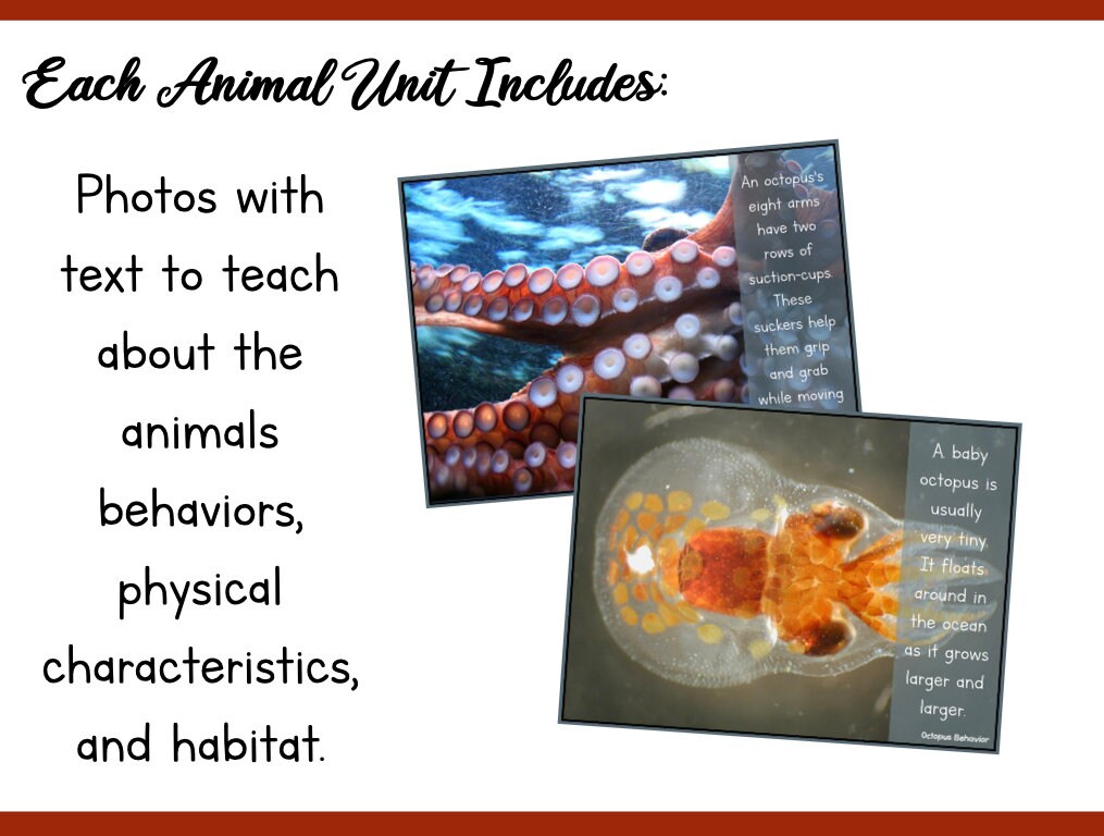 All About Octopus Animal Science Unit - Etsy