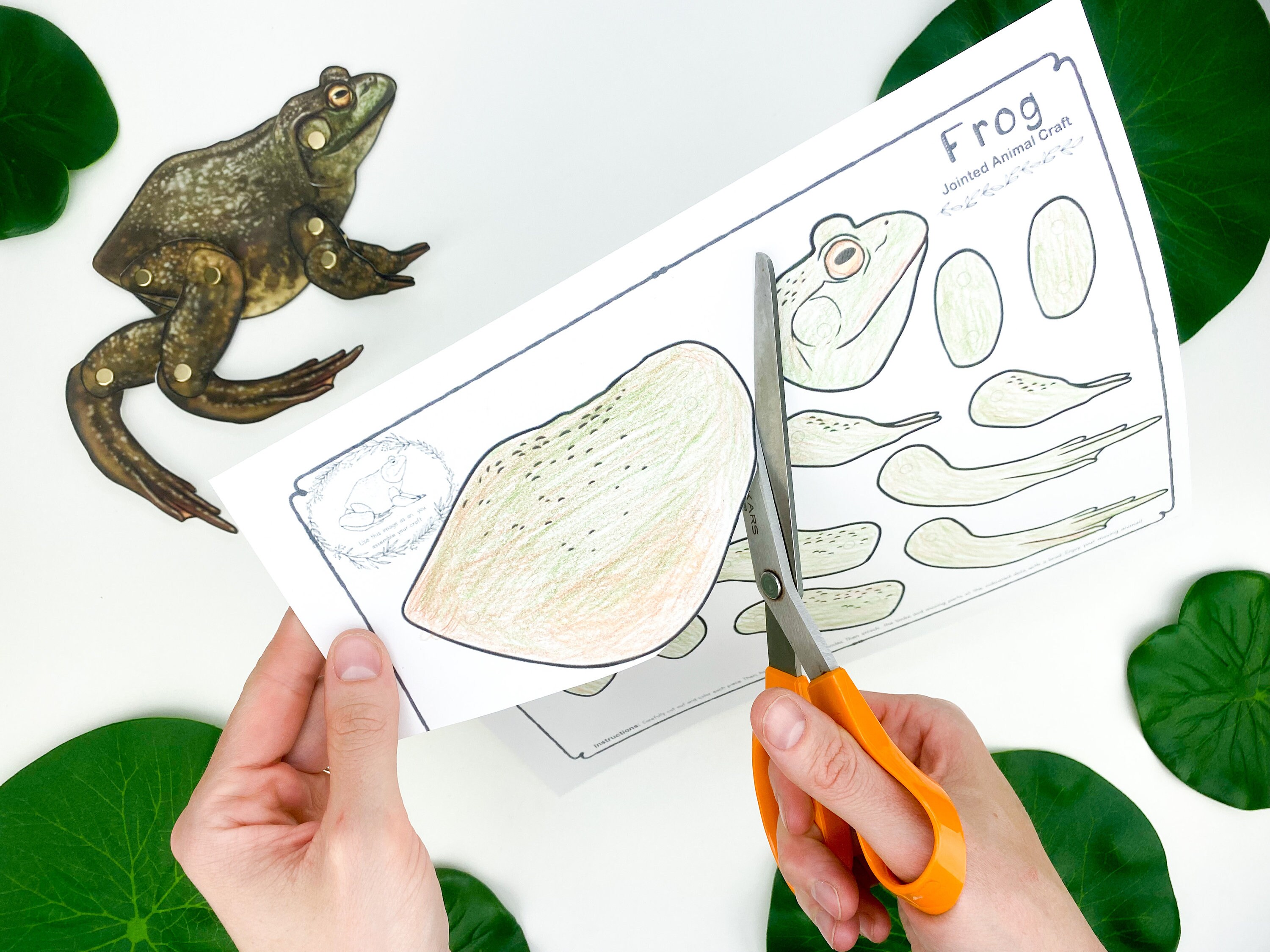 Frog Jointed Animal Craft Kit | Articulated Paper Frog | Printable ...