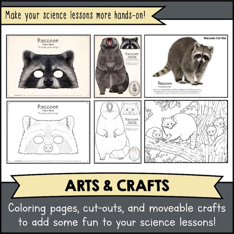 Printable RACCOON Animal Science Unit | DIY Learning PDF | Kids ...