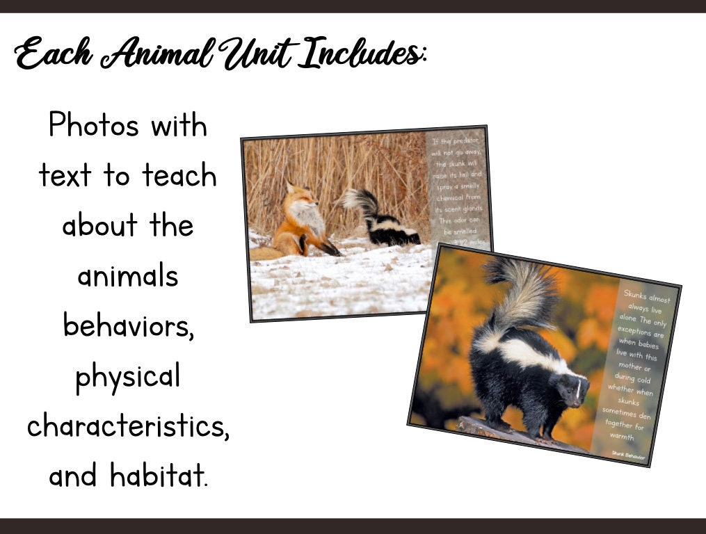 All About Skunks- Animal Science Unit - Etsy