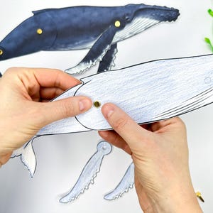 Printable Jointed Whale Puppet Craft | Articulated Animal Template for ...