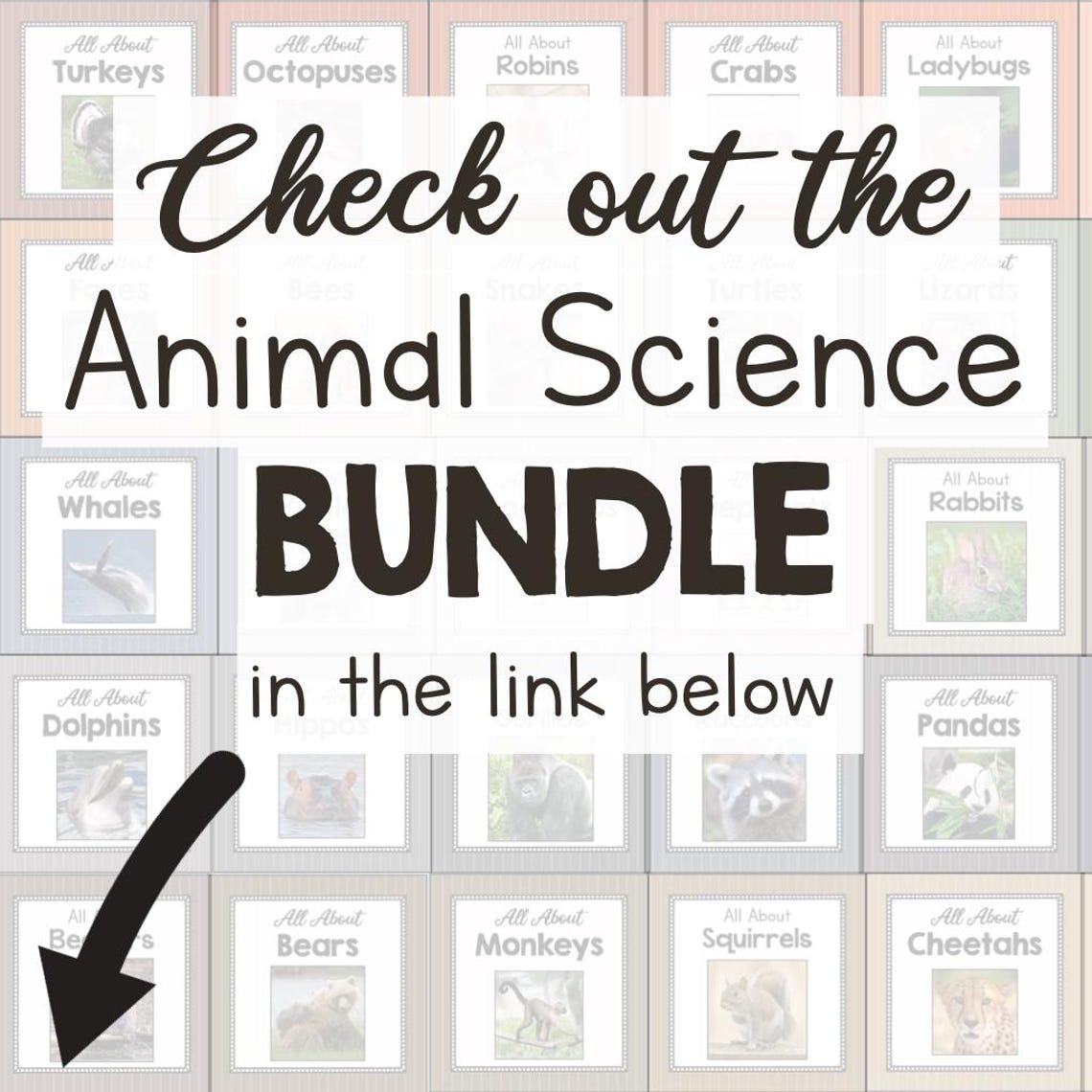All About Kangaroos- Animal Science Unit - Etsy