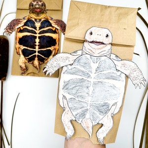 Turtle Paper Bag Puppet Printable Craft Template Turtles - Etsy