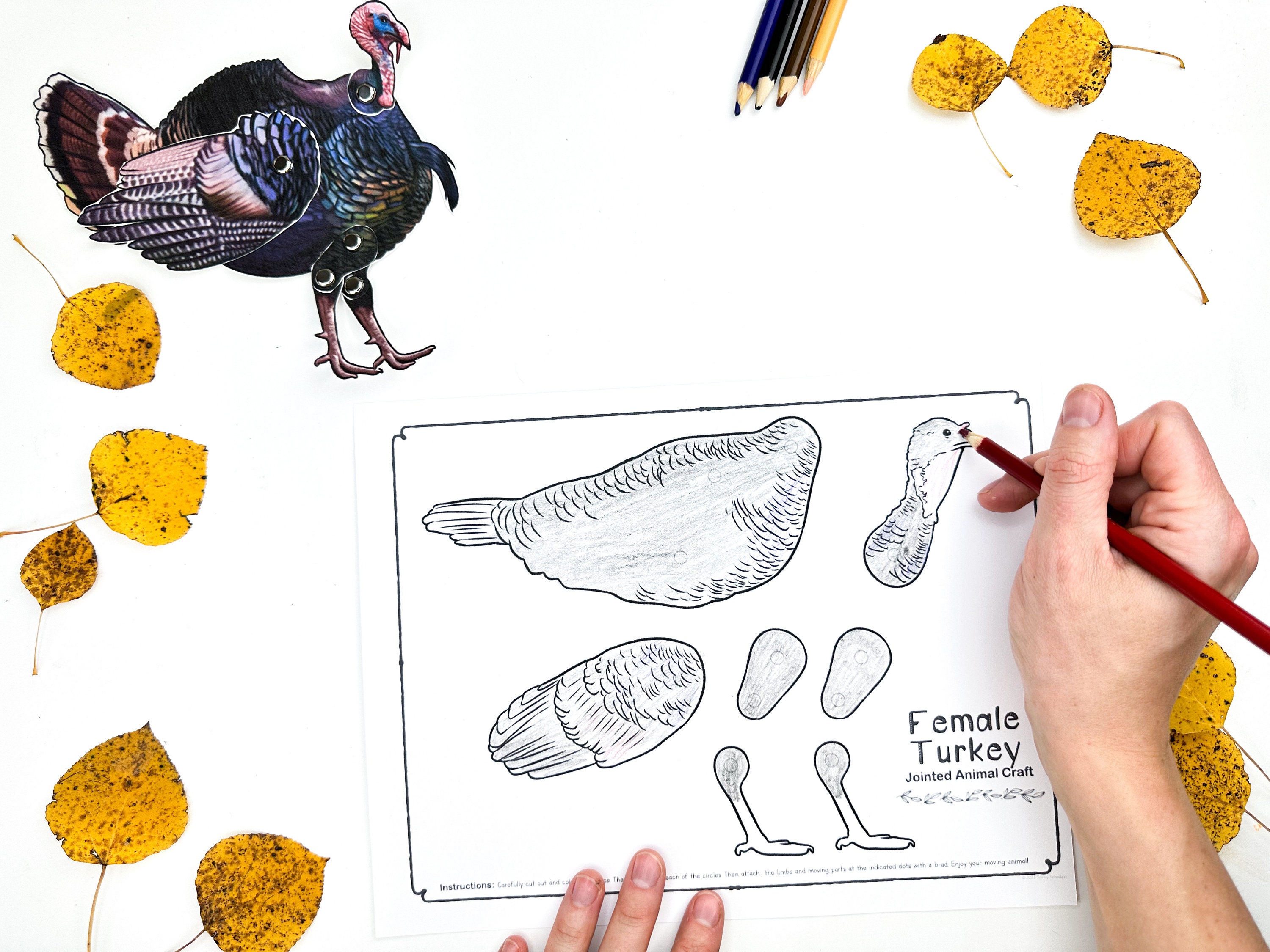 Articulated TURKEY Paper Puppet Craft Kit | DIY Jointed Animal Template ...