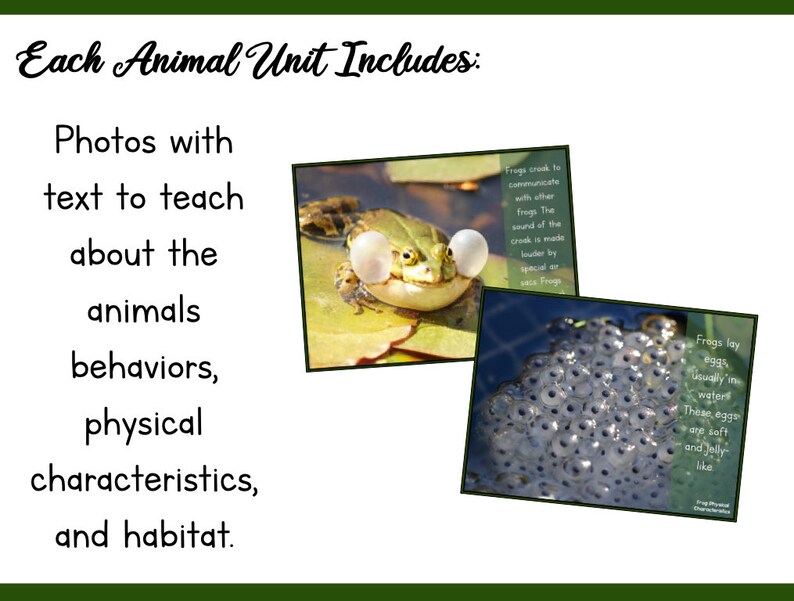 All About Frogs Animal Science Unit - Etsy