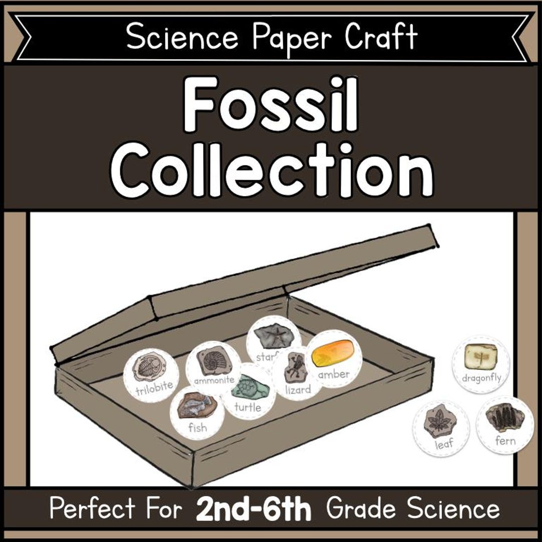 Fossil Collection Activity Printable, Paleontology Worksheet, Kids ...