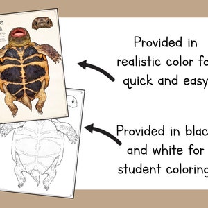 Turtle Paper Bag Puppet Printable Craft Template Turtles - Etsy