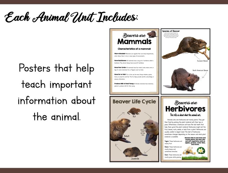All About Beavers- Animal Science Unit - Etsy