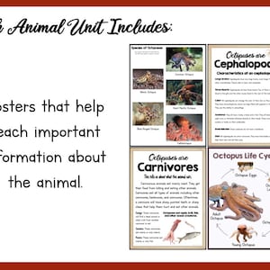 All About Octopus- Animal Science Unit - Etsy