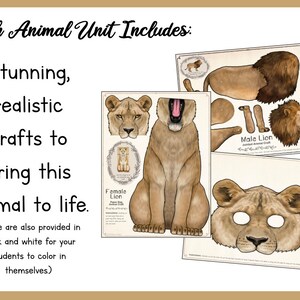 All About Lions- Animal Science Unit - Etsy