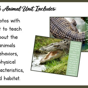 All About Alligators and Crocodiles- Animal Science Unit - Etsy