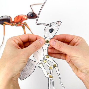 Articulated Ant Craft Kit | Printable Jointed Ants Template for ...