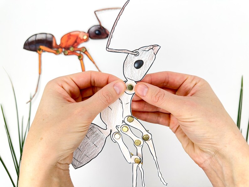 Articulated Ant Craft Kit | Printable Jointed Ants Template for ...