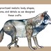 Wolf Jointed Animal Craft | Easy Assembly Articulated Wolf | Nature ...
