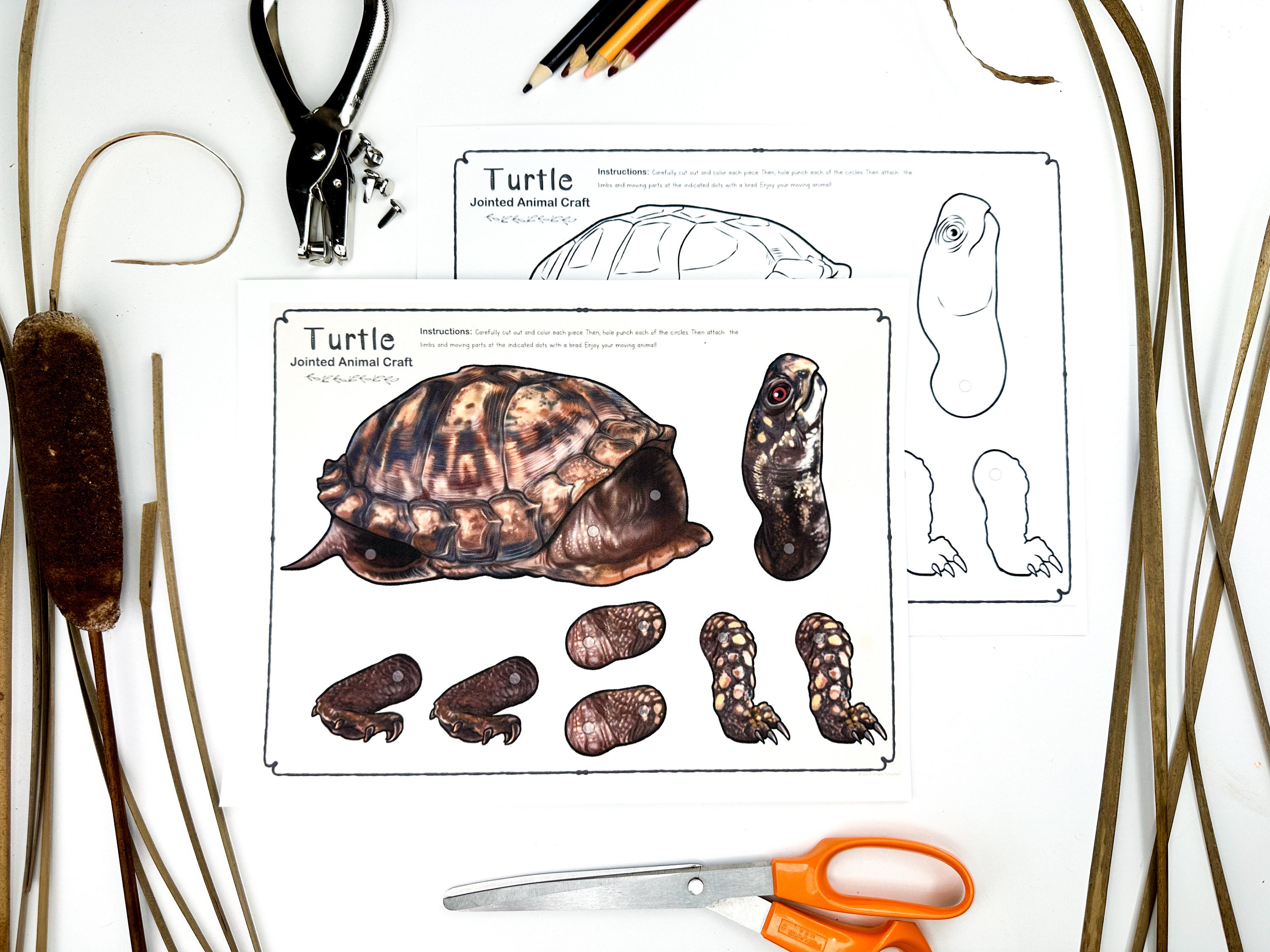 Articulated Turtle Craft Kit Printable Turtle Template Flexible Animal ...