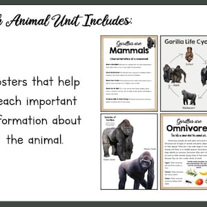 All About Gorillas- Animal Science Unit - Etsy