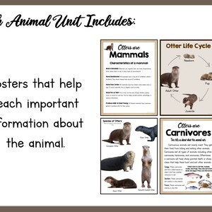 All About Otters- Animal Science Unit - Etsy