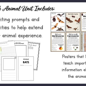 All About Bats Animal Science Unit - Etsy