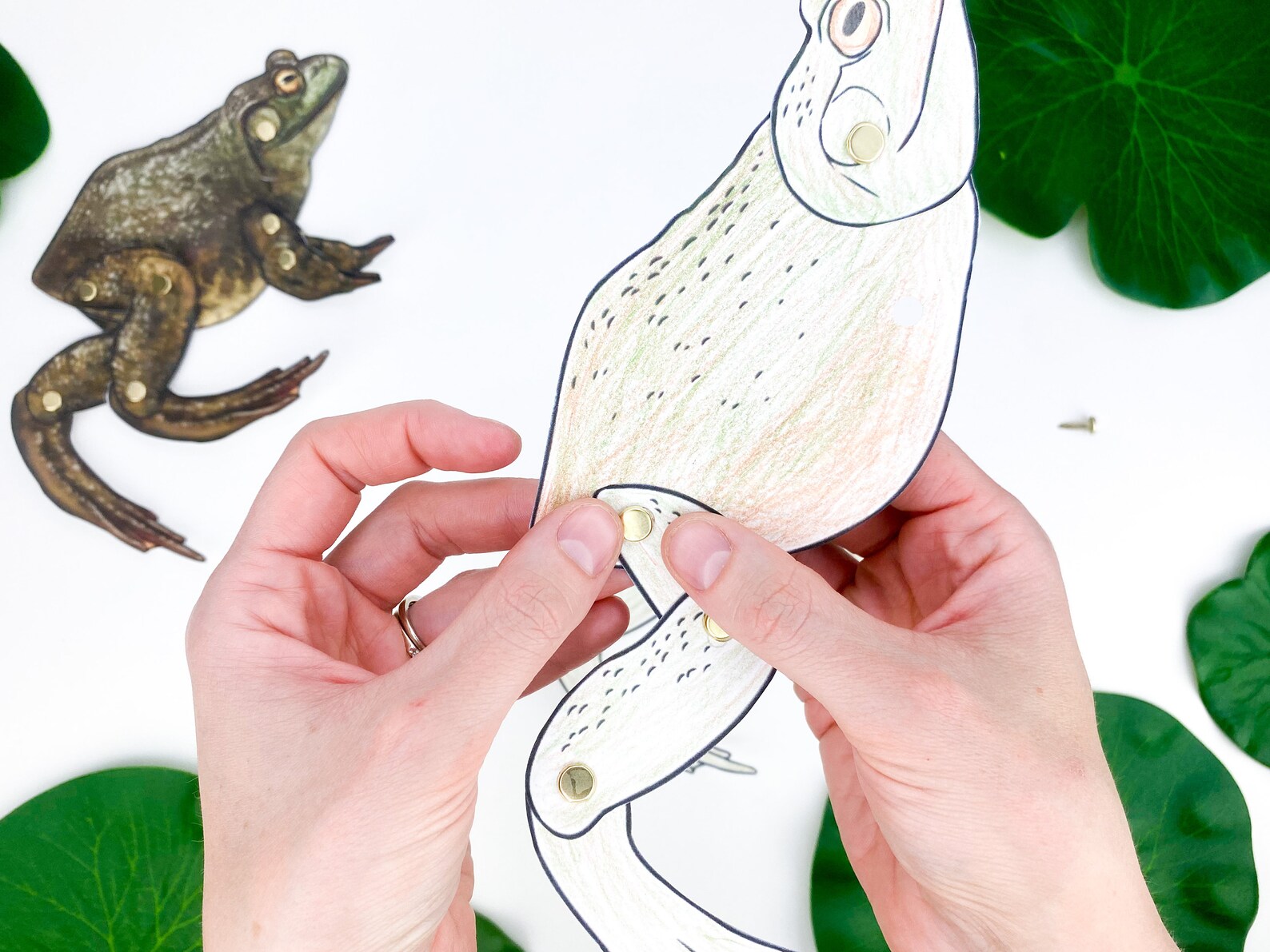 Frog Jointed Animal Craft Kit | Articulated Paper Frog | Printable ...