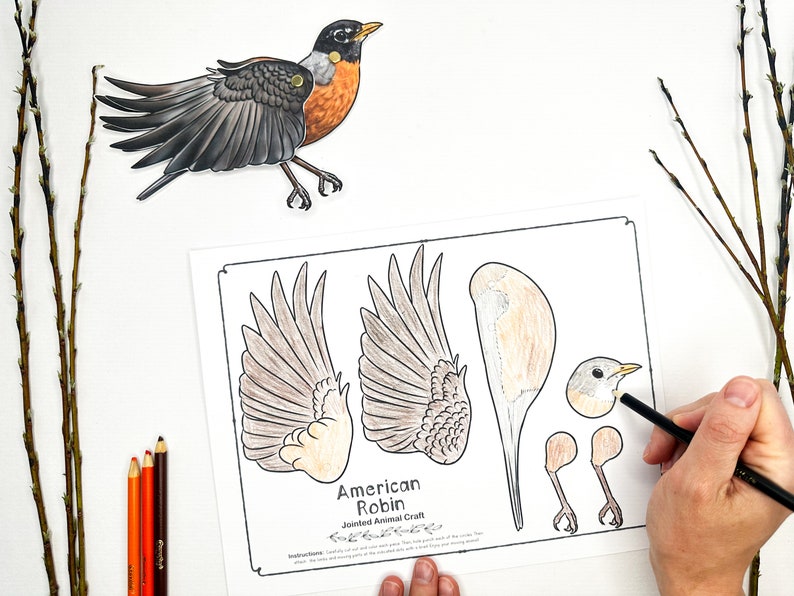 Printable Robin Jointed Animal Craft | Unique Articulated Paper ...