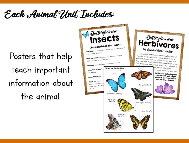 All About Butterflies- Animal Science Unit - Etsy