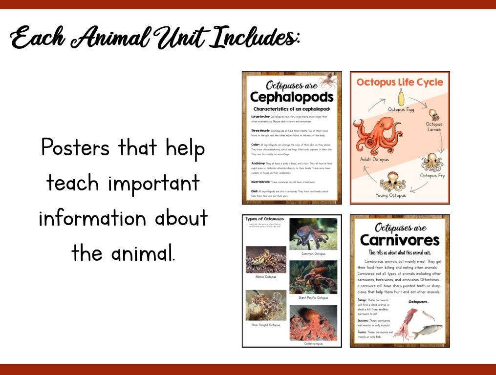 All About Octopus Animal Science Unit - Etsy