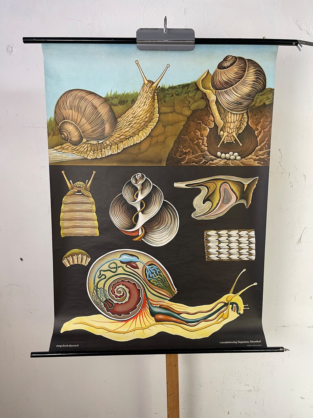 Vintage Snail Schnecke Schulkarte Botanik Flora Jung Koch Quentell ...