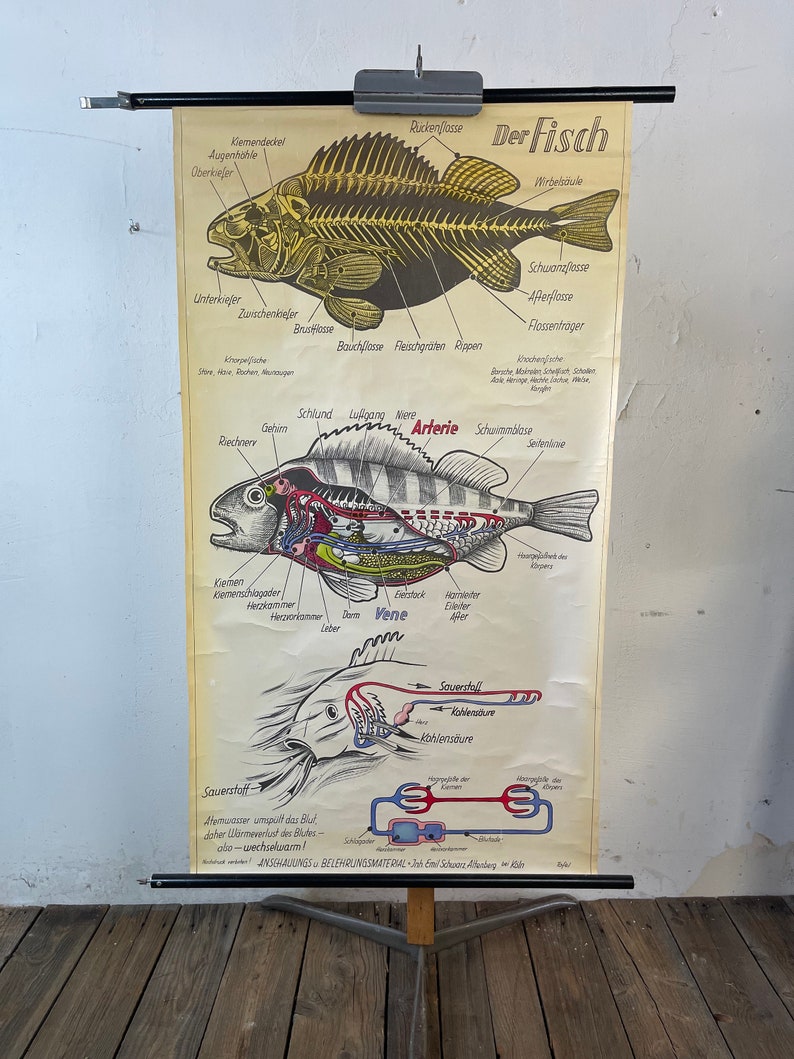 Der Fisch Vintage Schulkarte Zoologie Emil Schwarz Original Lehrtafel ...