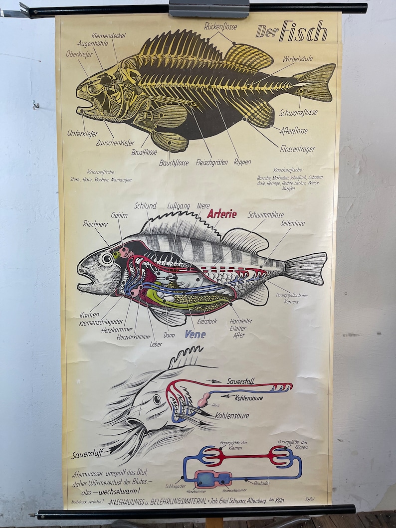 Der Fisch Vintage Schulkarte Zoologie Emil Schwarz Original Lehrtafel ...