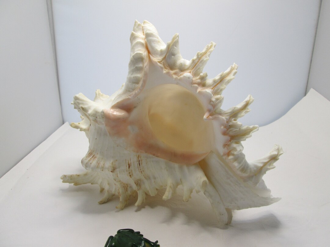 Vintage Large Murex Ramosus Branched Seashell Marine Life Sea Life ...