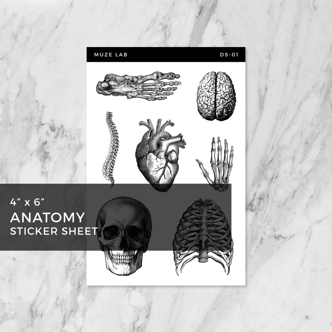 Anatomy Sticker Sheet - Etsy