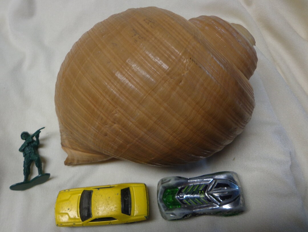 Huge Seashell 7 X 5 X 4, Beautiful and Lightweight - Etsy