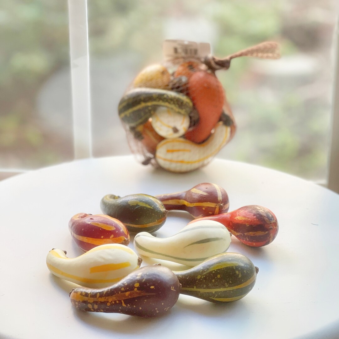 Mini Gourds Fall Gourd Supplies - Etsy