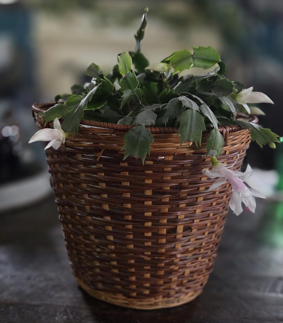 Wicker Planter Vintage Woven Cane Basket Waste Can Plastic Lined ...