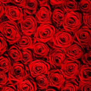 Red Roses Photo Backdrop // Polypaper Photography Backdrop // SIZES: 5 ...