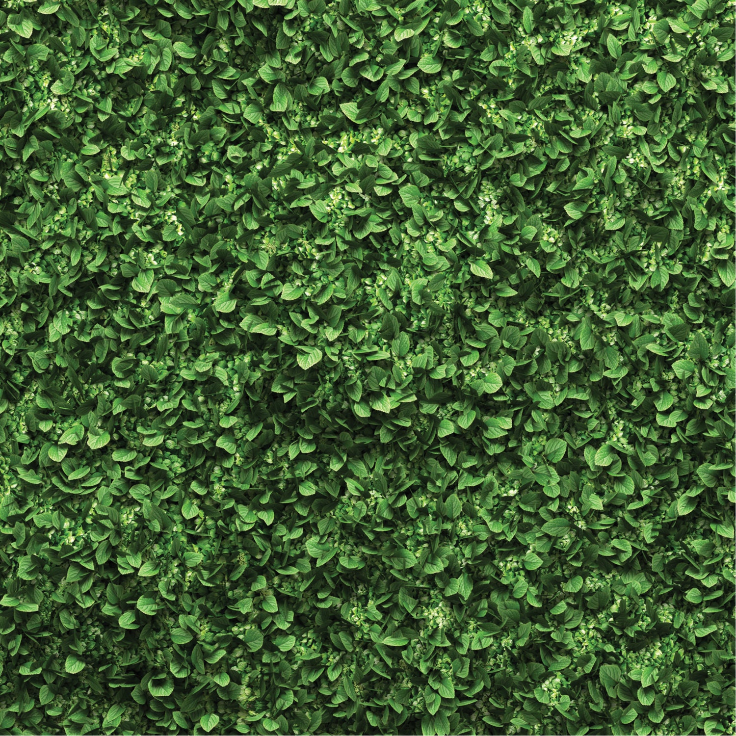 Bushed Photo Backdrop - Etsy