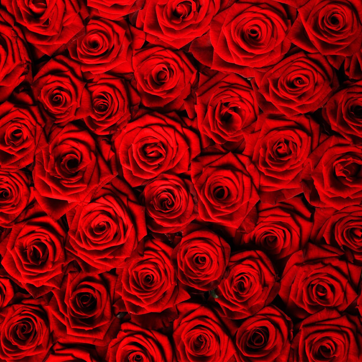 Red Roses Photo Backdrop - Etsy