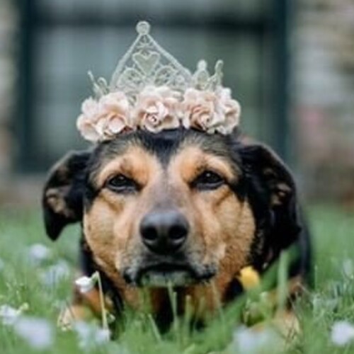 Princess Pet Birthday Crown Gold Lace Crown for Dogs and Cats - Etsy