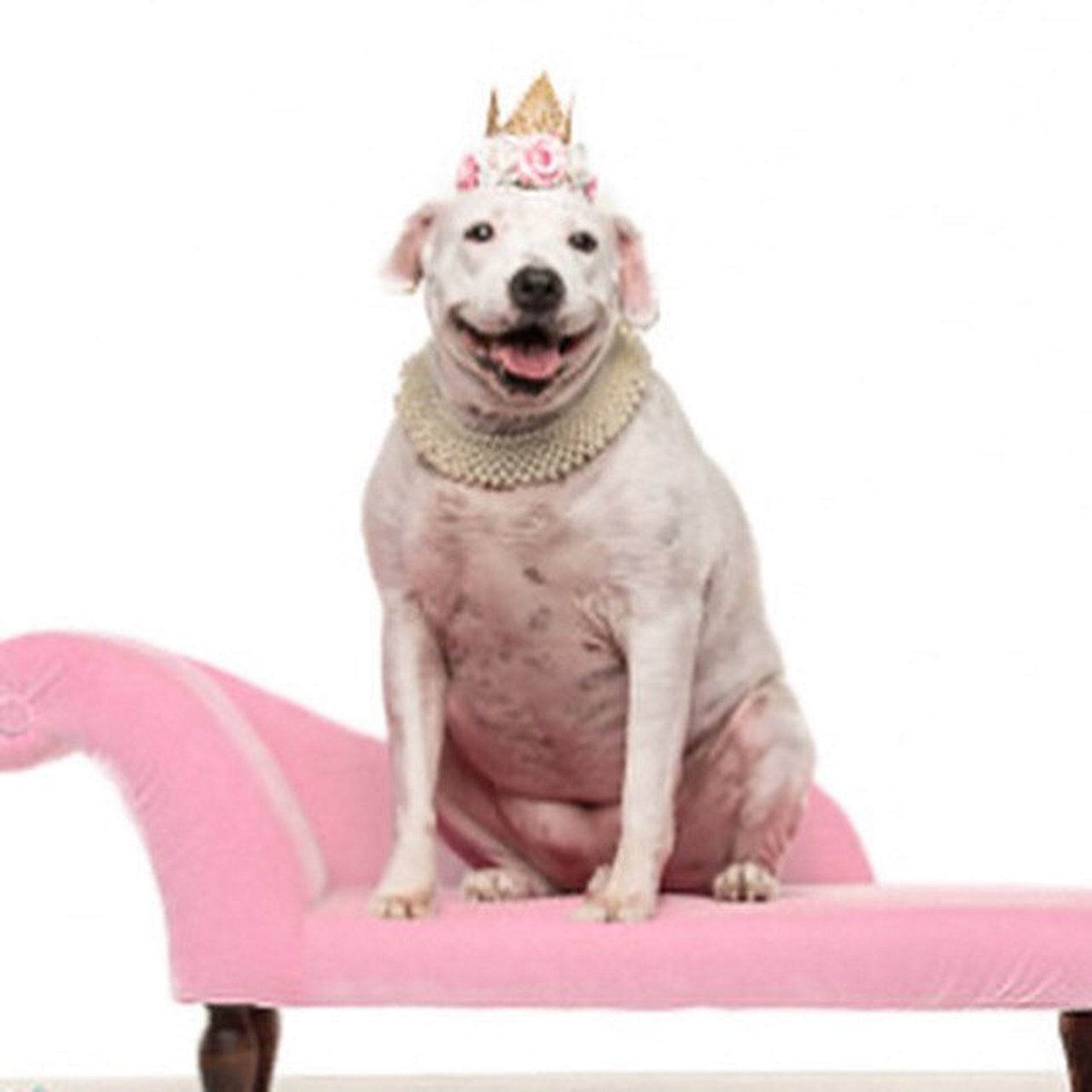 Princess Pet Birthday Crown Gold Lace Crown for Dogs and Cats - Etsy