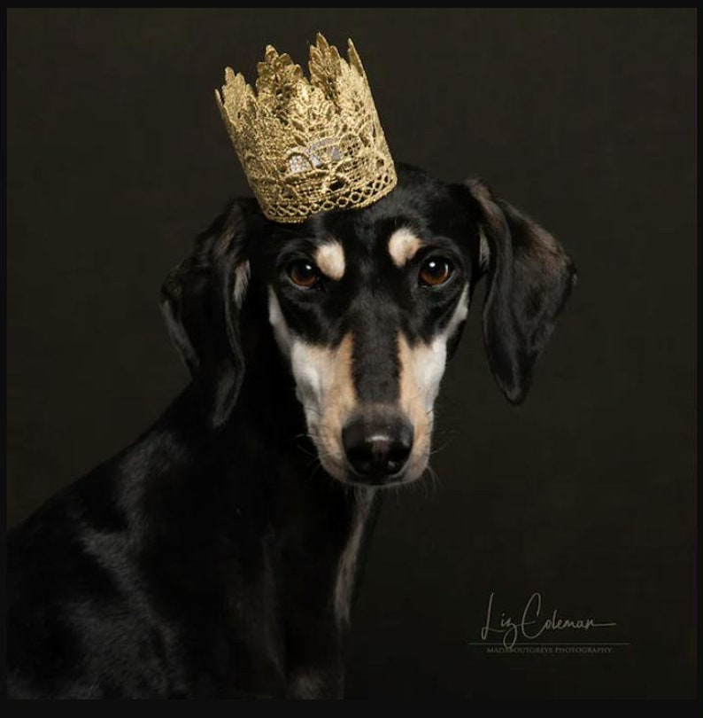 Pet Birthday Crown Gold Lace Crown for Dogs and Cats Lola - Etsy