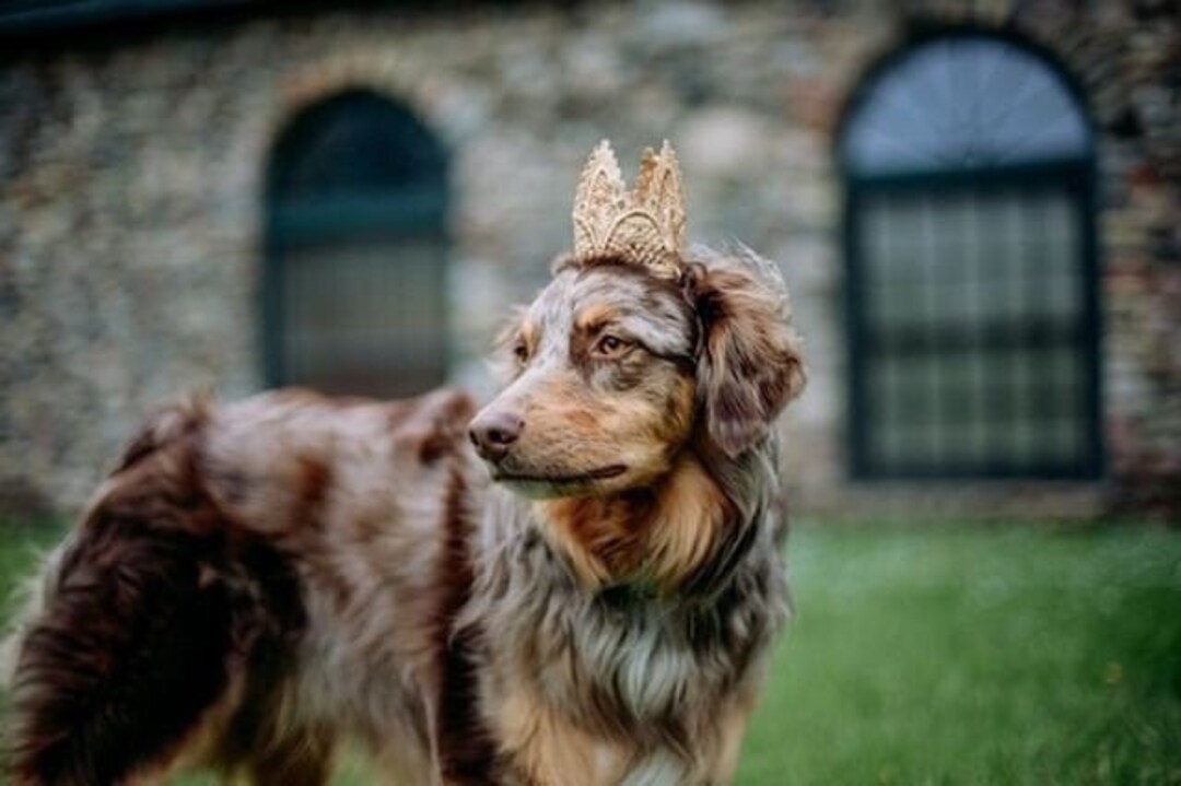 Pet Birthday Crown for Dogs and Cats Pup Crown Photo Prop - Etsy